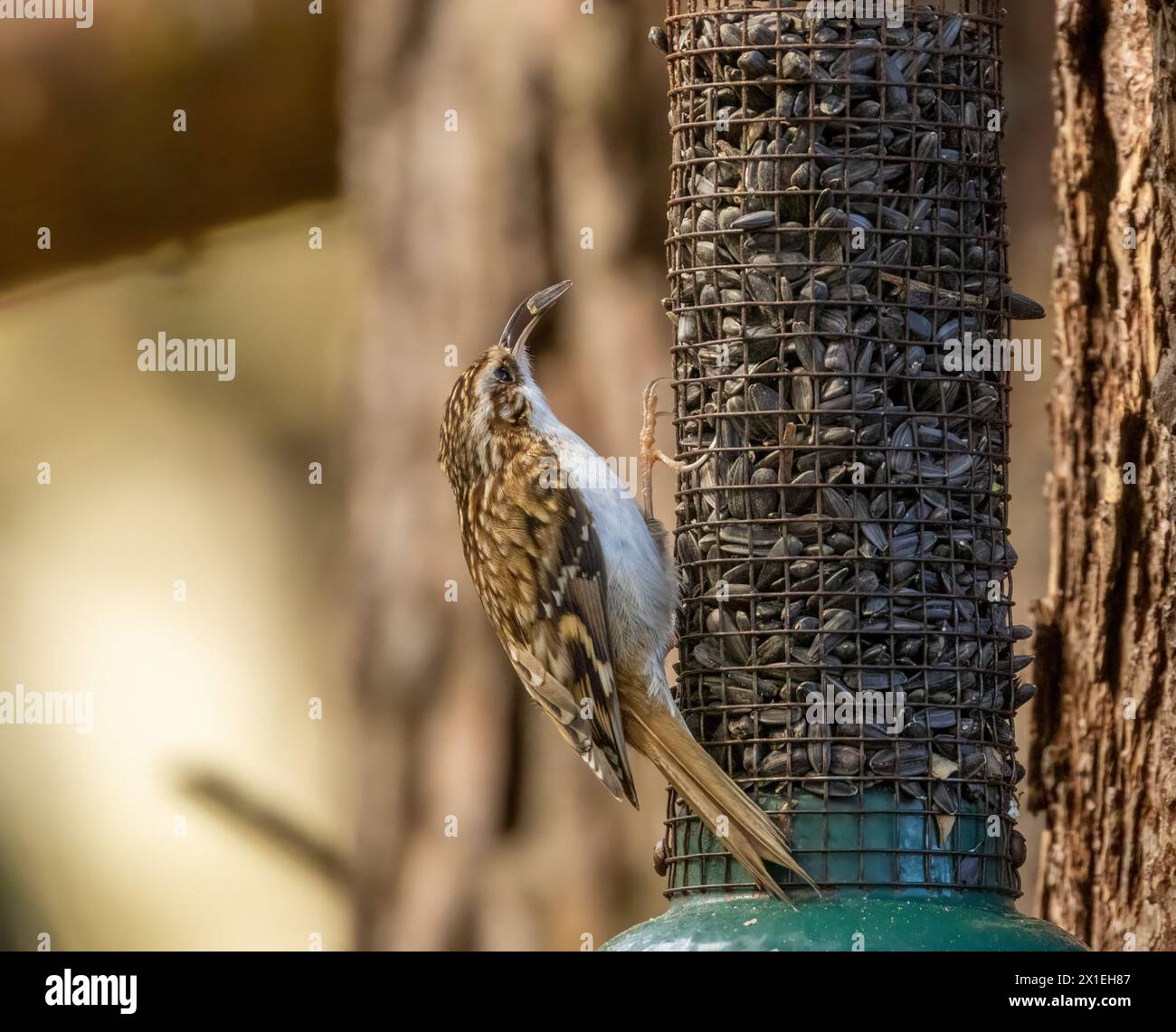 Tree creeper bird on a sunflower seed feeder with a seed in its curved ...