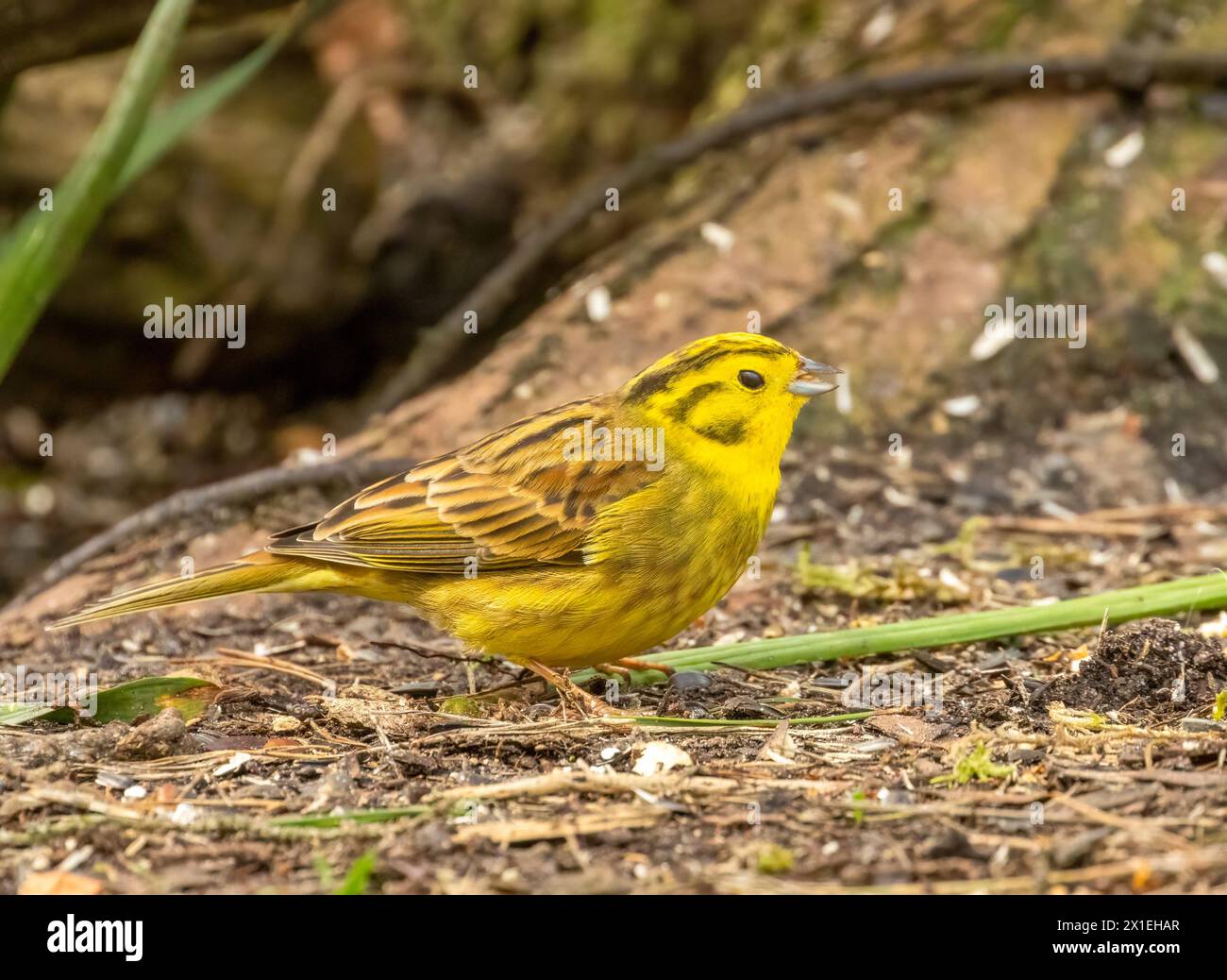 Yellow hammer bird hi-res stock photography and images - Alamy