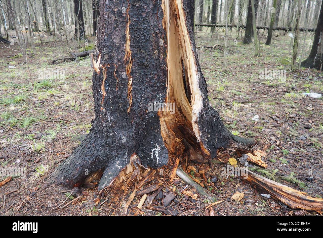 Picea abies, Norway or European spruce. Norway spruce is a large, fast ...