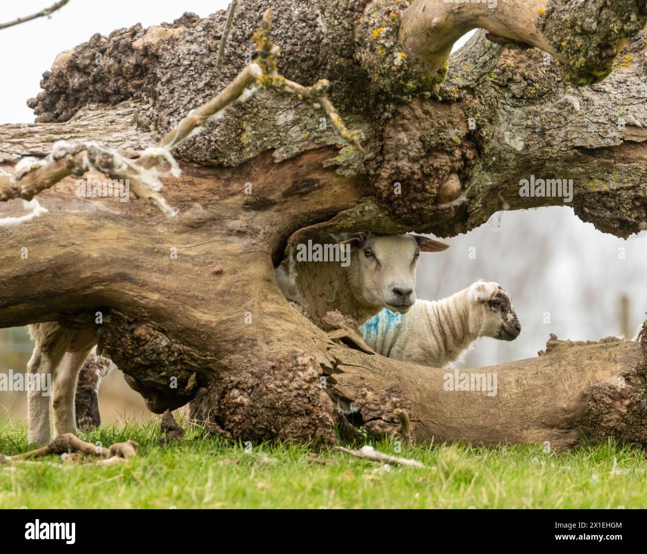 Lambs playing in a field behind a fallen tree in the field Stock Photo ...