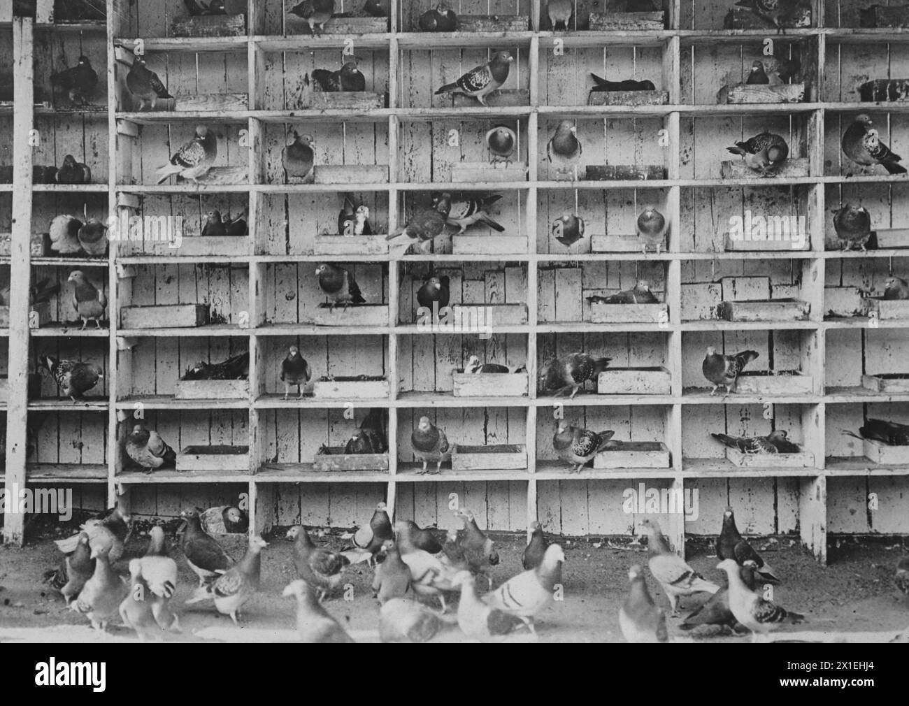 Breeding carrier pigeons for the British army behind the lines in ...