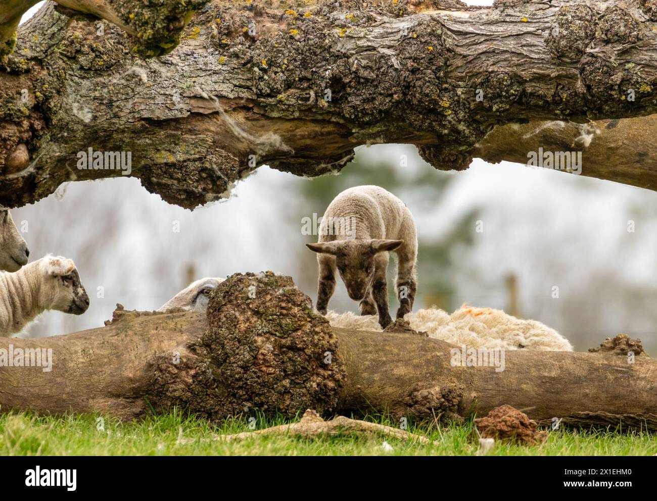 Lambs playing in a field behind a fallen tree in the field Stock Photo ...