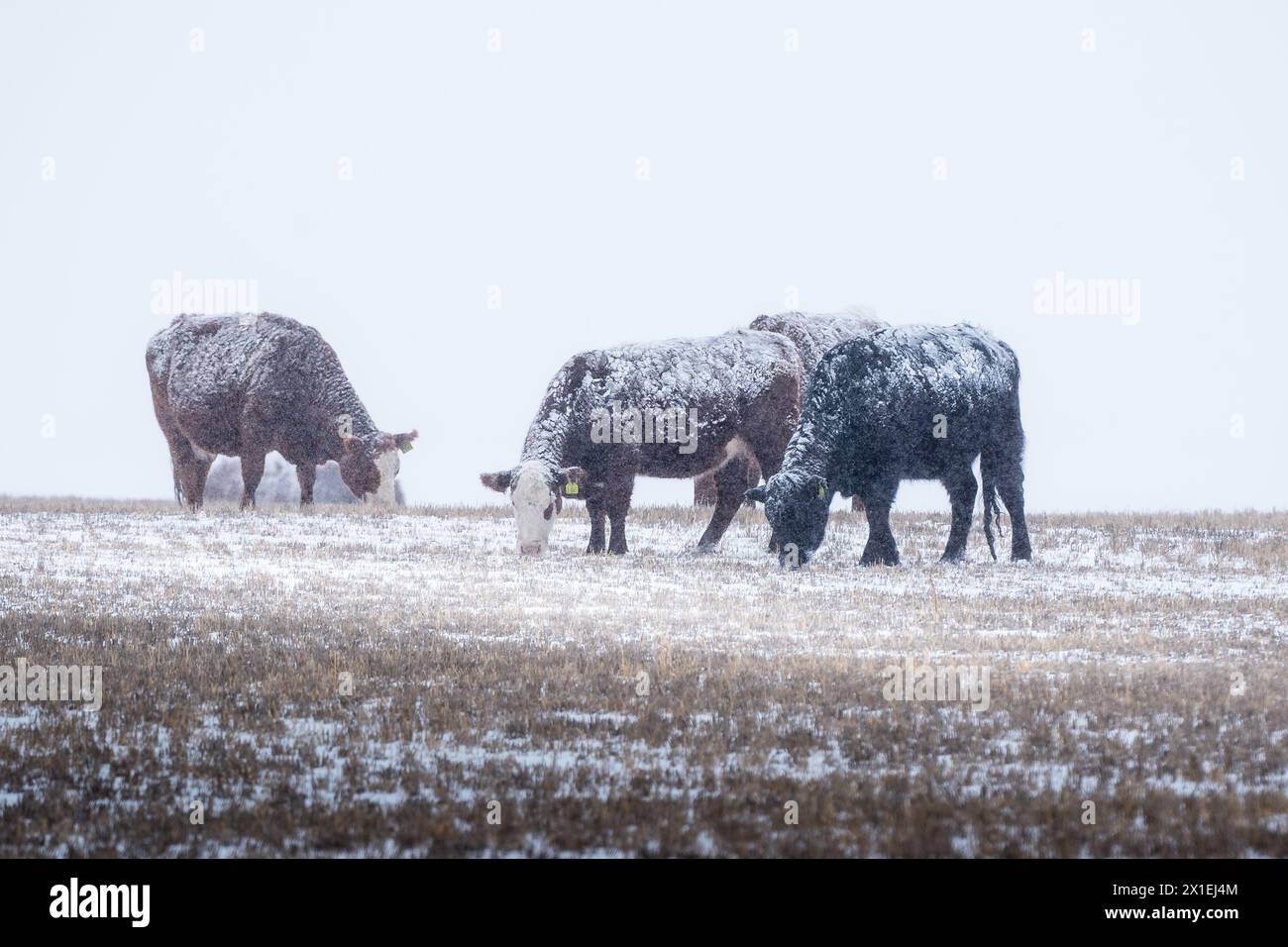 Cattle covered in snow graze during a spring blizzard on the Alberta ...