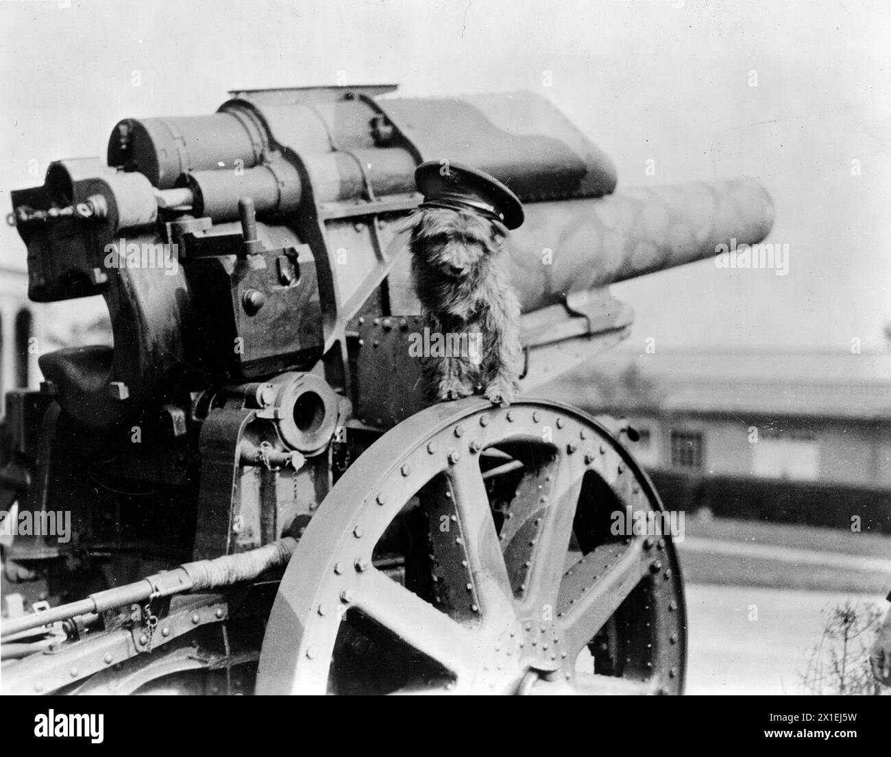 Rags dog division hi-res stock photography and images - Alamy