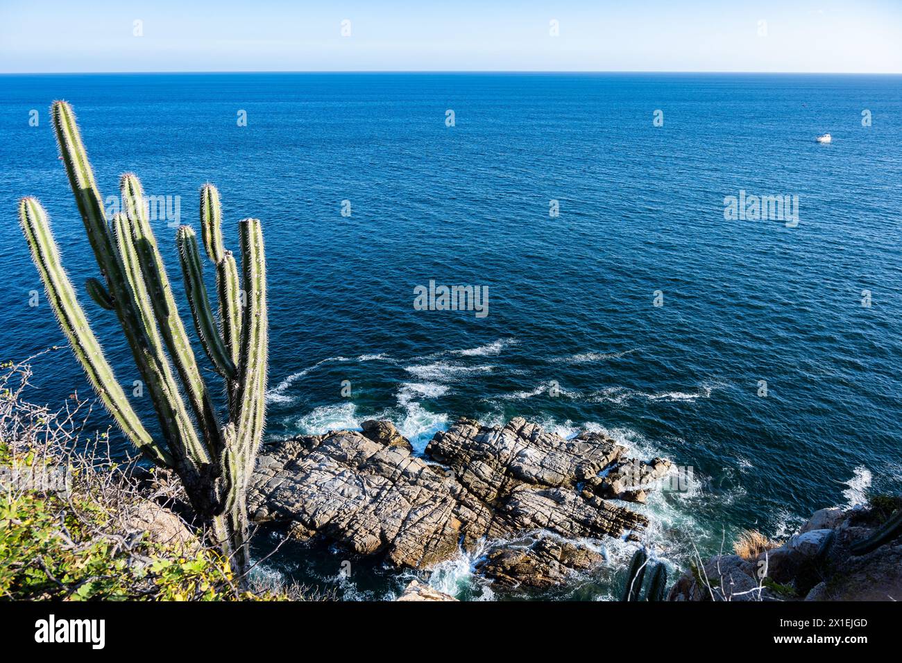 Giant cactus growing on rocky cliff of Pacific coast. Huatulco, Oaxaca ...