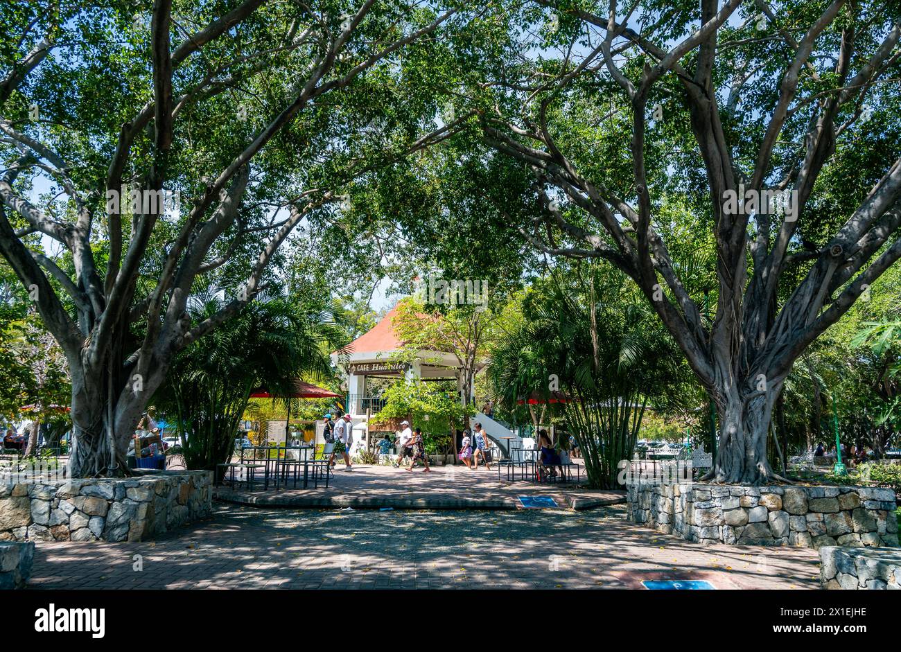 Giant trees at a city park. Huatulco, Oaxaca, Mexico Stock Photo - Alamy