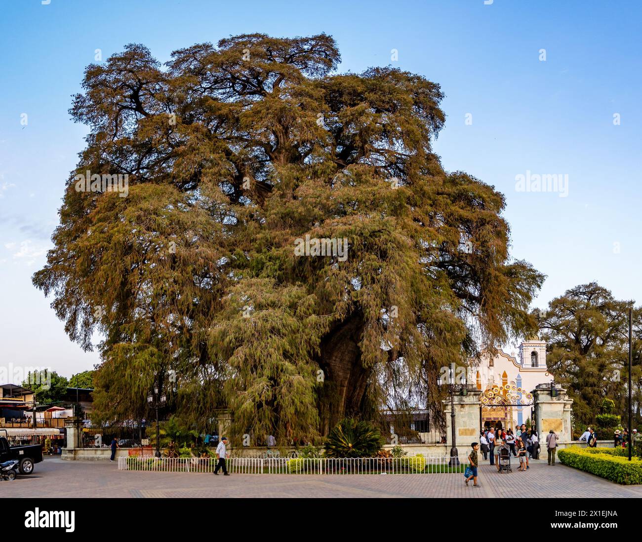 El arbol tree hi-res stock photography and images - Alamy