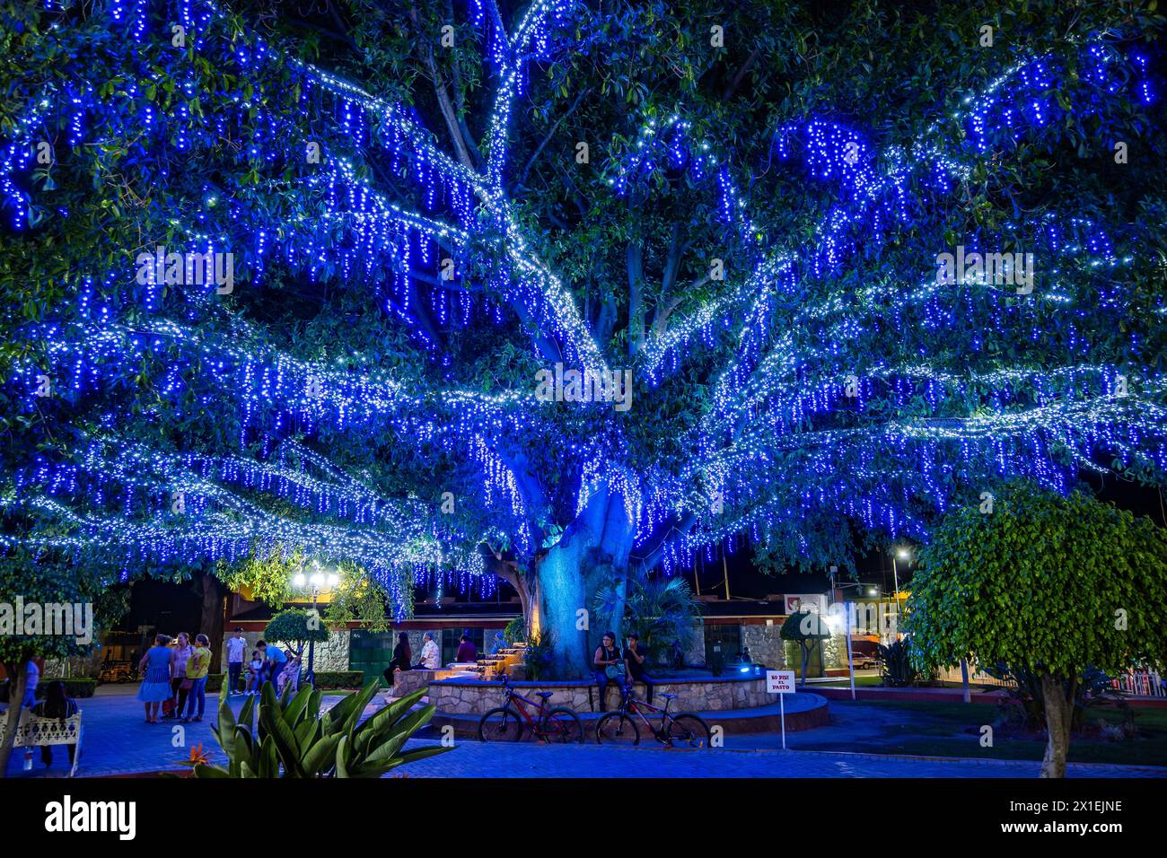 A big tree decorated with blue lights at night. Oaxaca, Mexico Stock ...