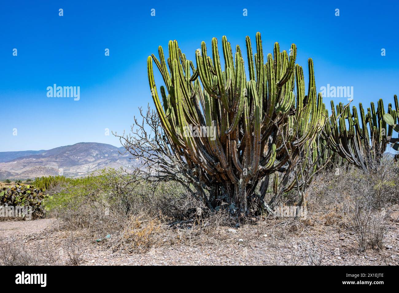 Mexico desert landscape cactus hi-res stock photography and images - Alamy