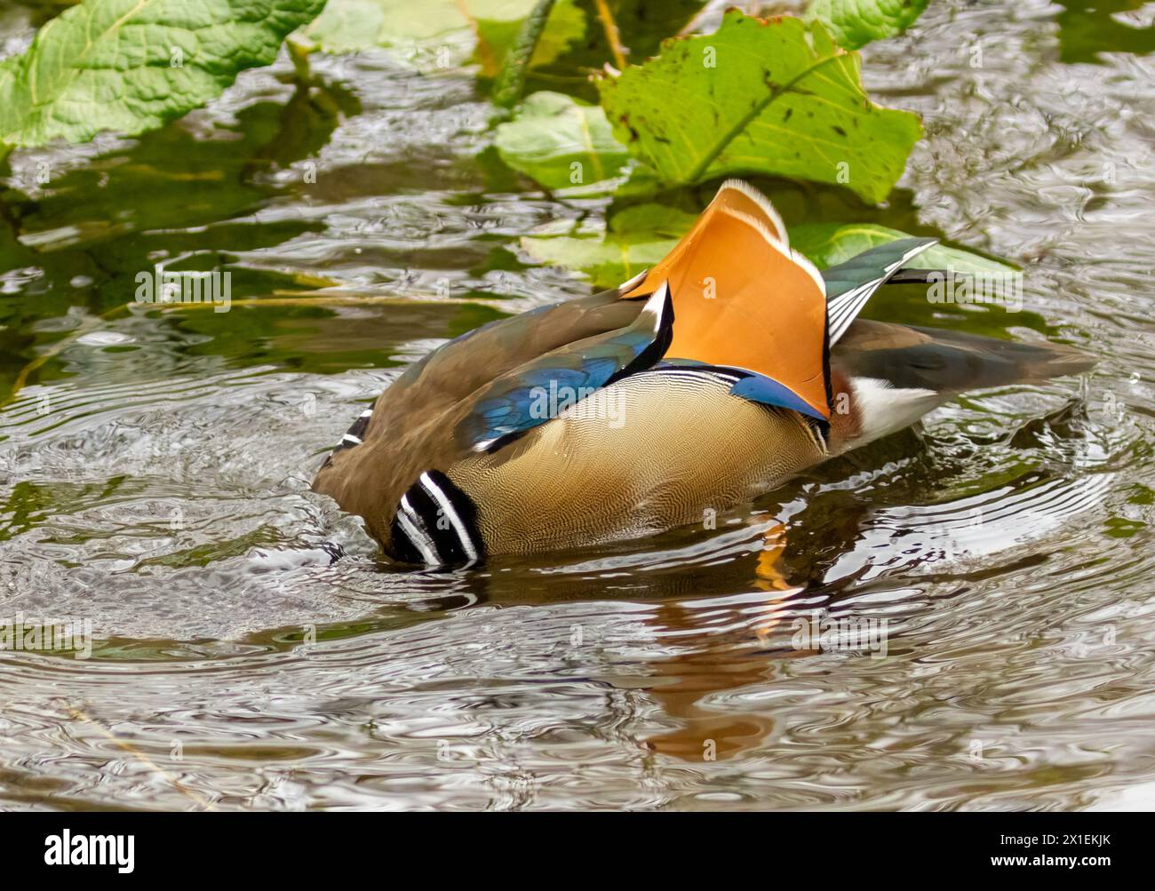 Beautiful plumage markings hi-res stock photography and images - Alamy