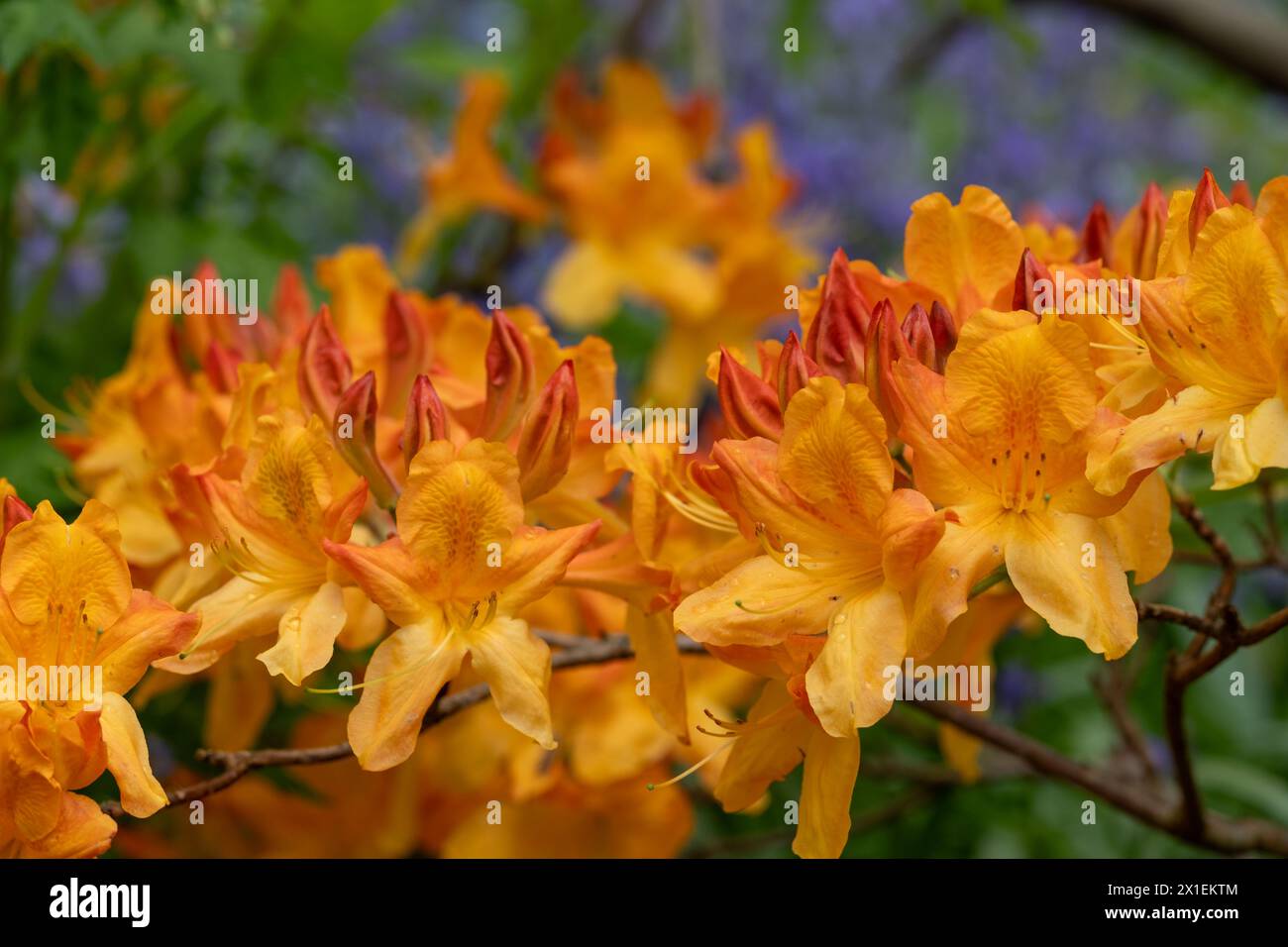 Colourful azalea outside the walled garden at Eastcote House Gardens ...