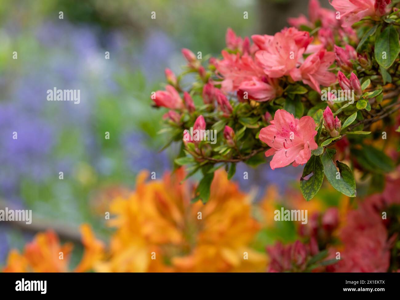 Colourful azalea outside the walled garden at Eastcote House Gardens ...