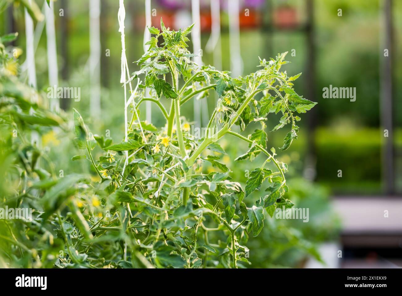 Cultivating tomato plants in a greenhouse on summer day. Growing own ...
