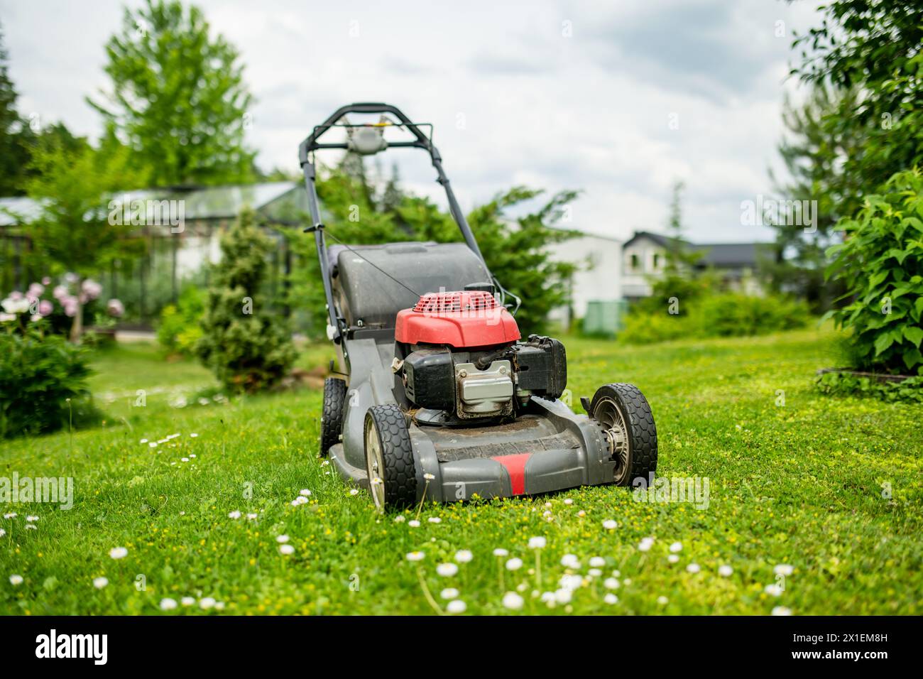 Mowing grass with electric or petrol lawn mower in a backyard ...