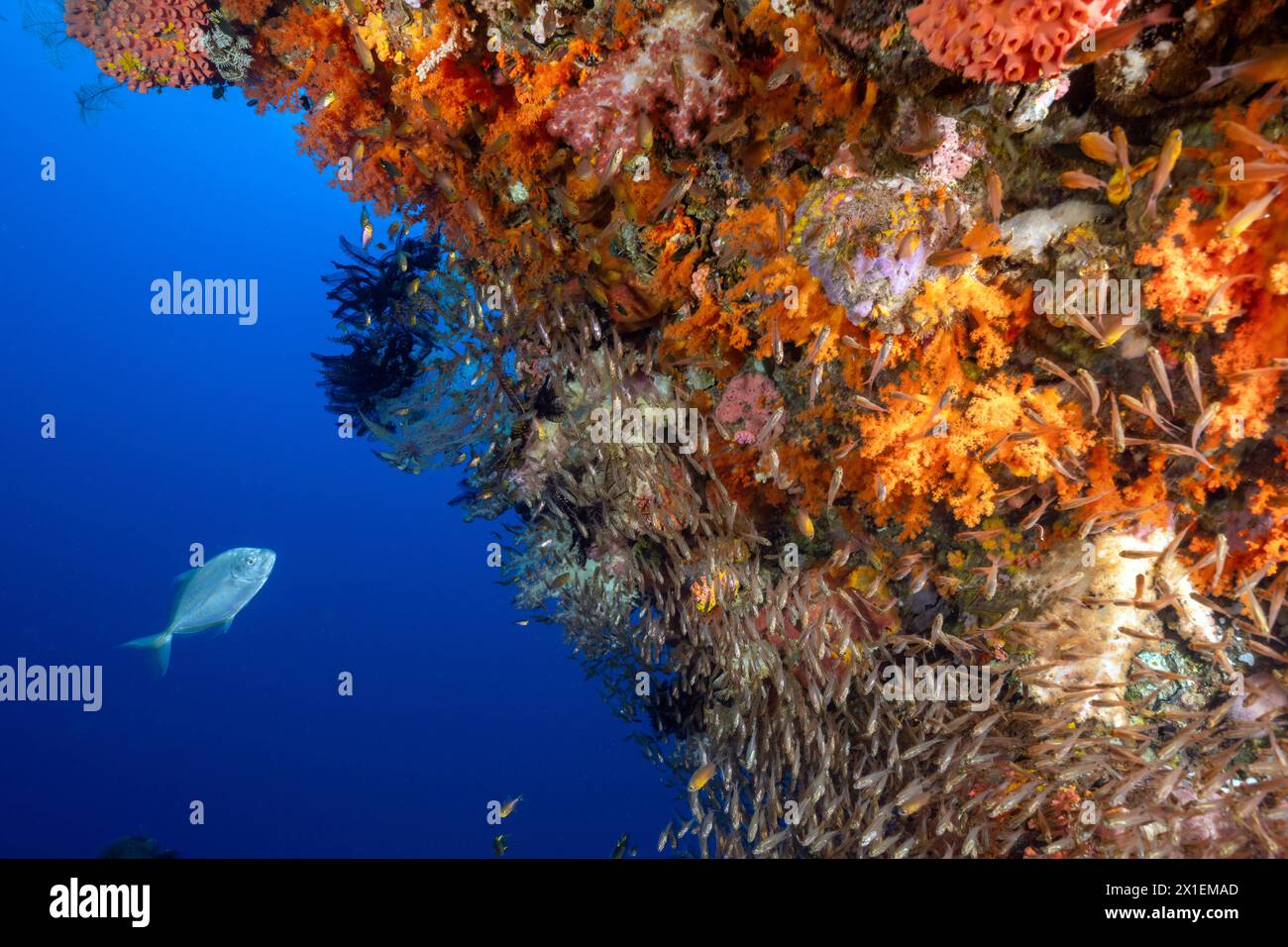 Orange spotted trevally, Carangoides bajad, chasing glass fishes in the ...