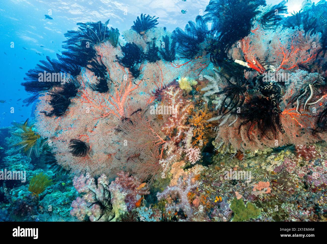 Reef scenic with Giant sea fans and crinoids, Raja Ampat Indonesia ...