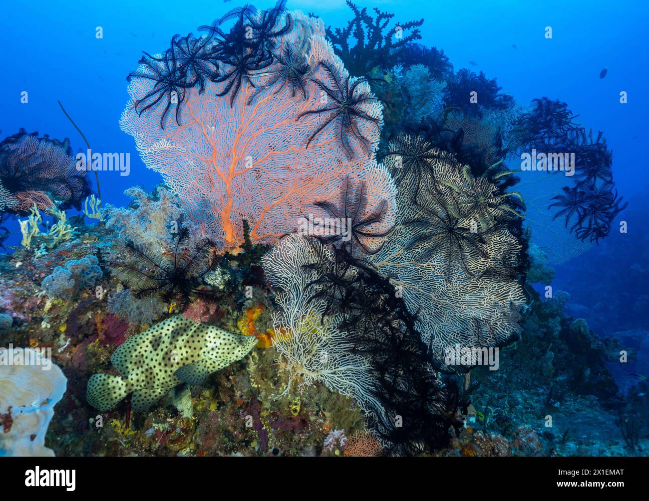 Reef scenic with Giant sea fans and crinoids, with Barramundi ...