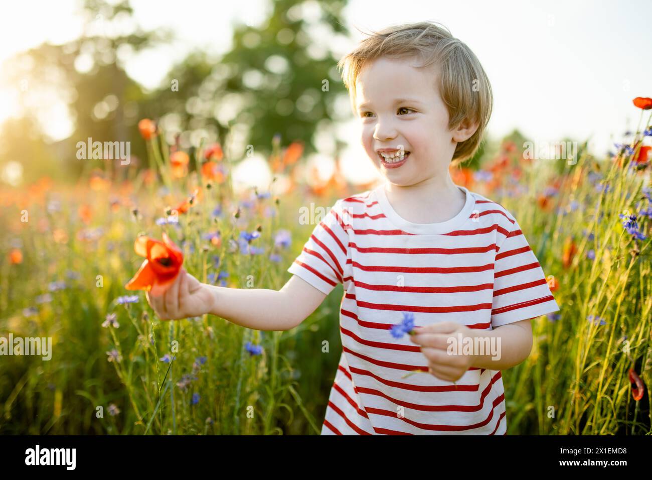 Cute little boy admiring poppy and knapweed flowers in blossoming poppy ...