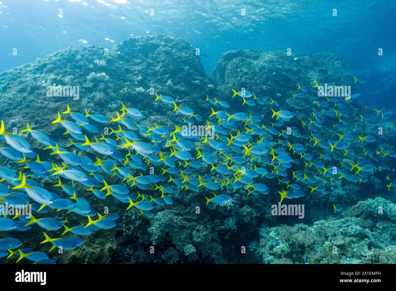 Yellowtail fusilier fish hi-res stock photography and images - Alamy