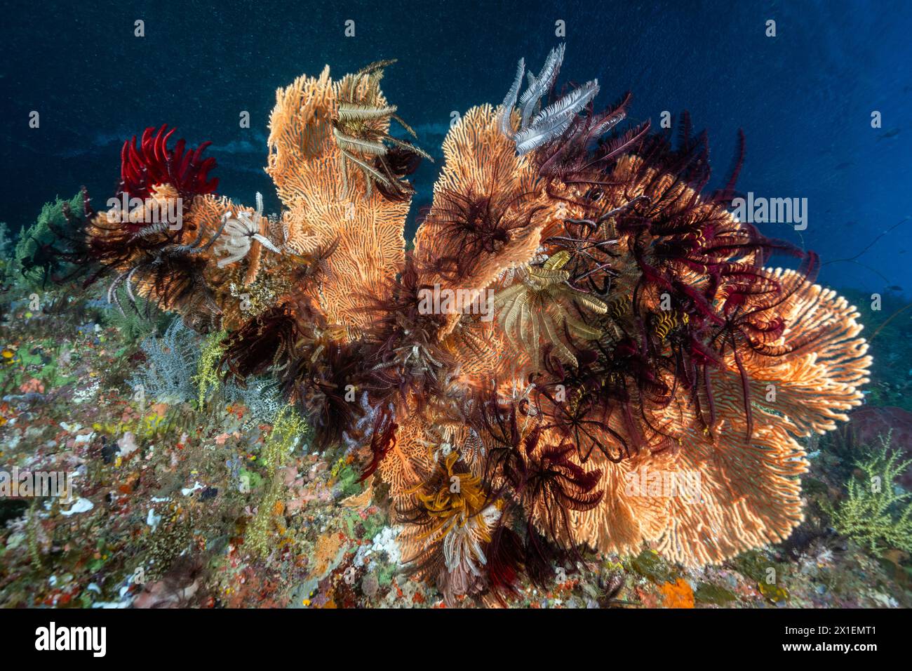 Reef scenic with seafans and crinoids Raja Ampat Indonesia Stock Photo ...