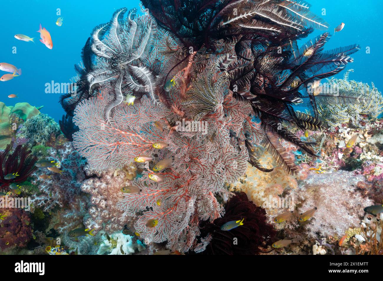 Reef scenic with seafans and crinoids Raja Ampat Indonesia Stock Photo ...