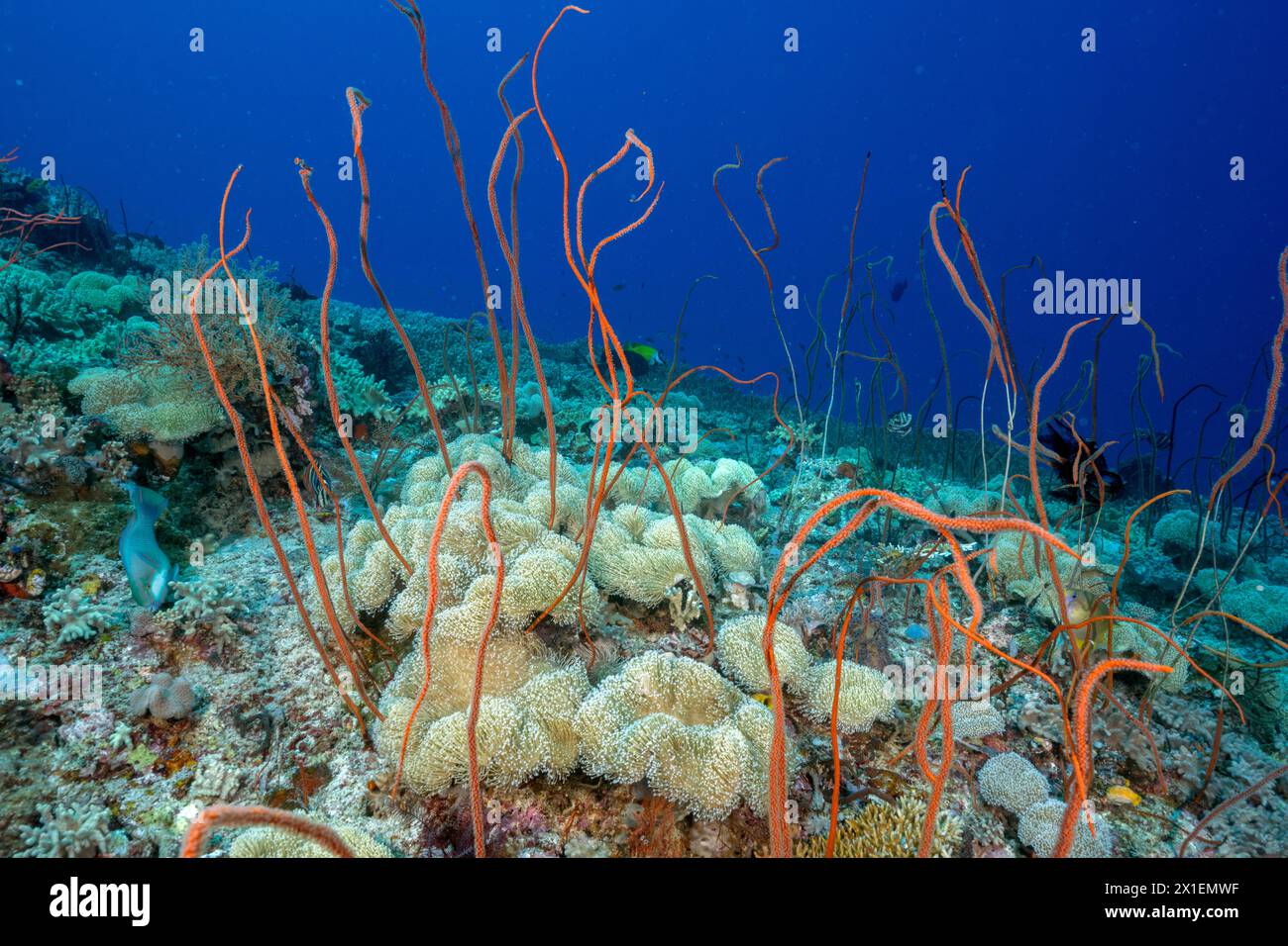 Sea whips, Junceella juncea, Raja Ampat Indonesia Stock Photo - Alamy