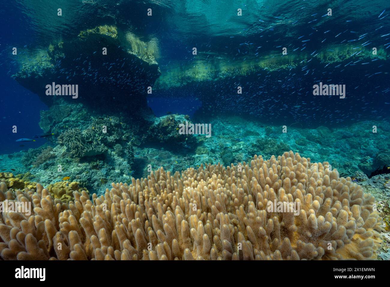 Lobed leather corals, Lobophytum pauciflorum, Raja Ampat Indonesia ...