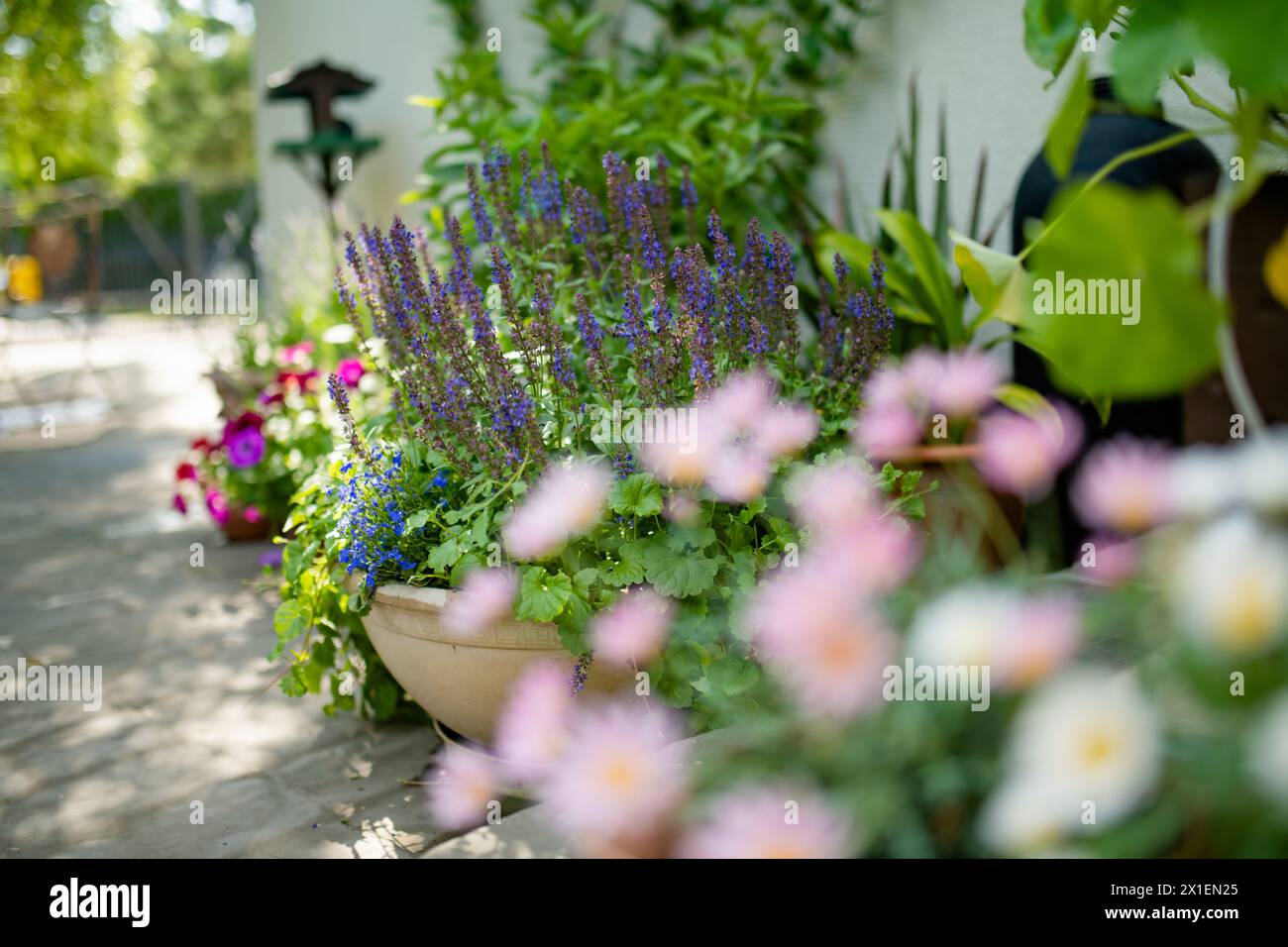 Salvia officinalis, the common sage or sage, a perennial, evergreen ...