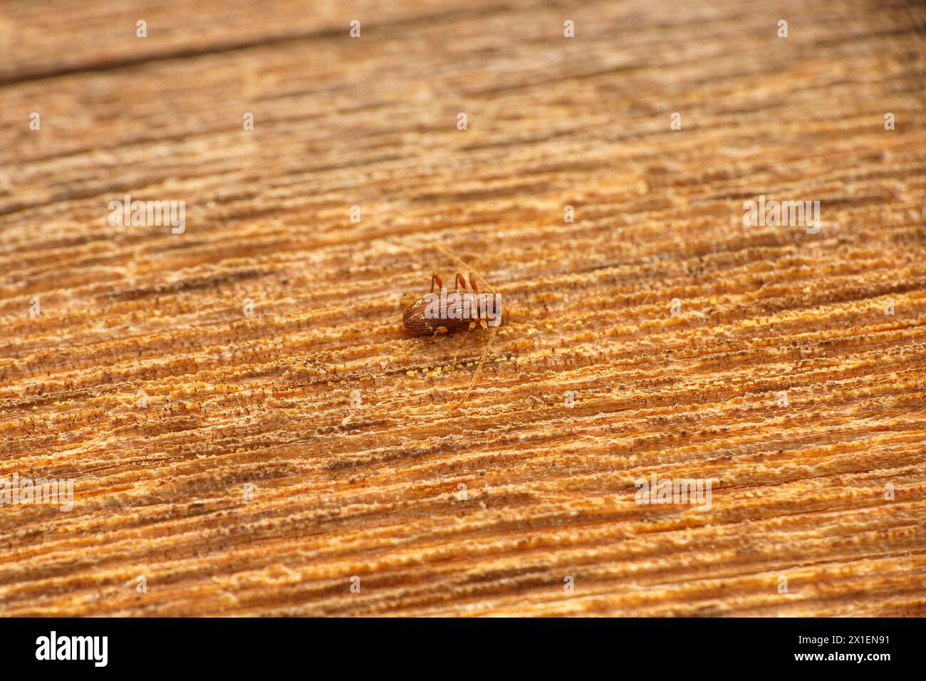 Ptinus fur Family Ptinidae Genus Ptinus White marked spider beetle wild ...