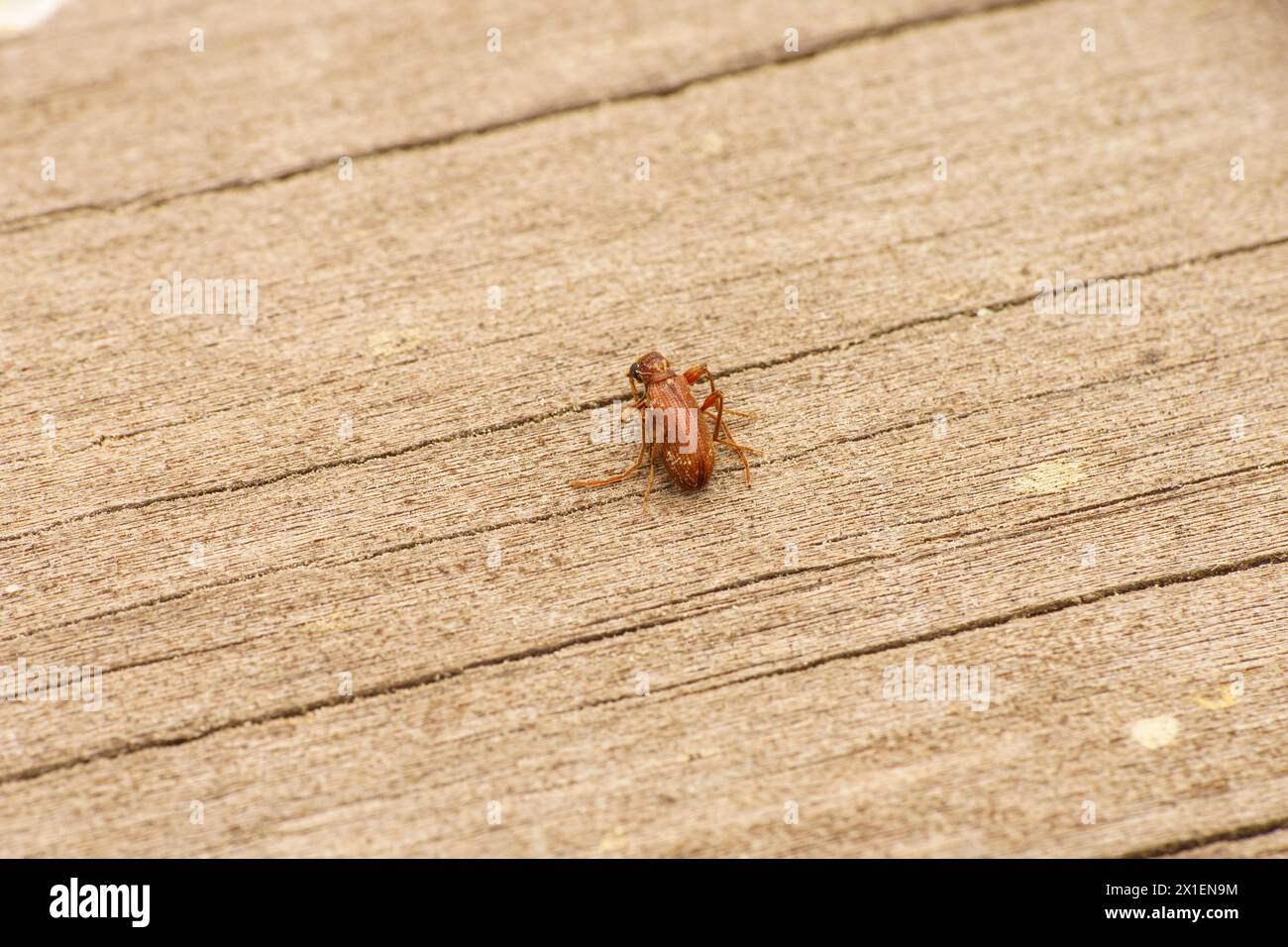 Spider beetle hi-res stock photography and images - Alamy