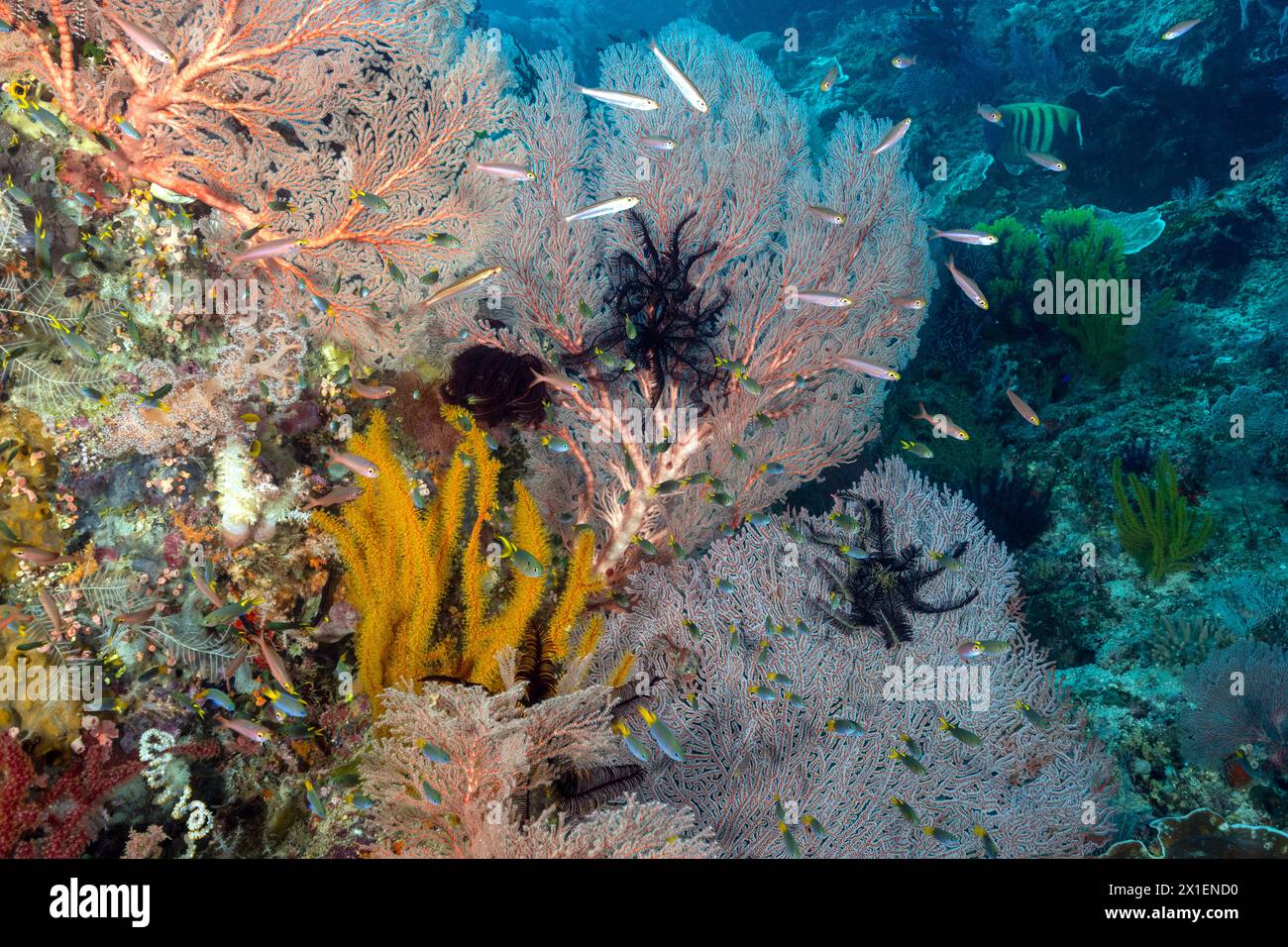 Colorful reef scenic with giant sea fans and with yellowtail damsel ...