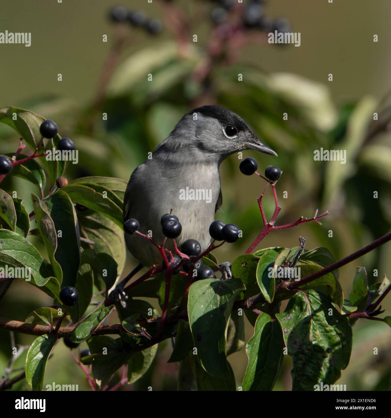 Genus sylvia hi-res stock photography and images - Alamy