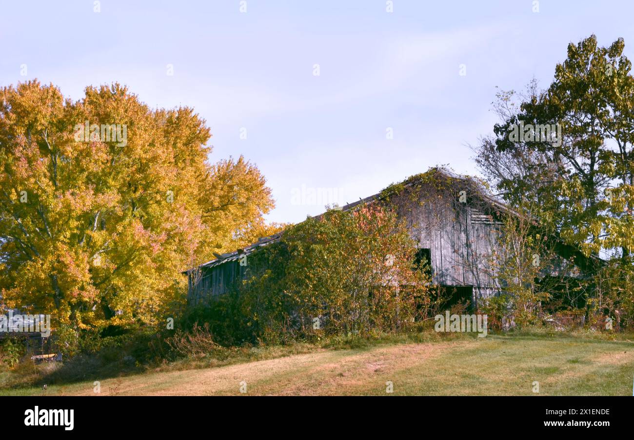 Weeds and vines are taking over this rustic wooden barn in Tennessee. A ...
