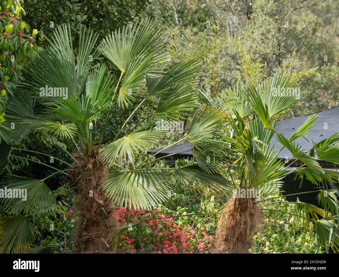 Hardy hybrid Trachycarpus fortunei x wagnerianus fan palm with stiffer ...