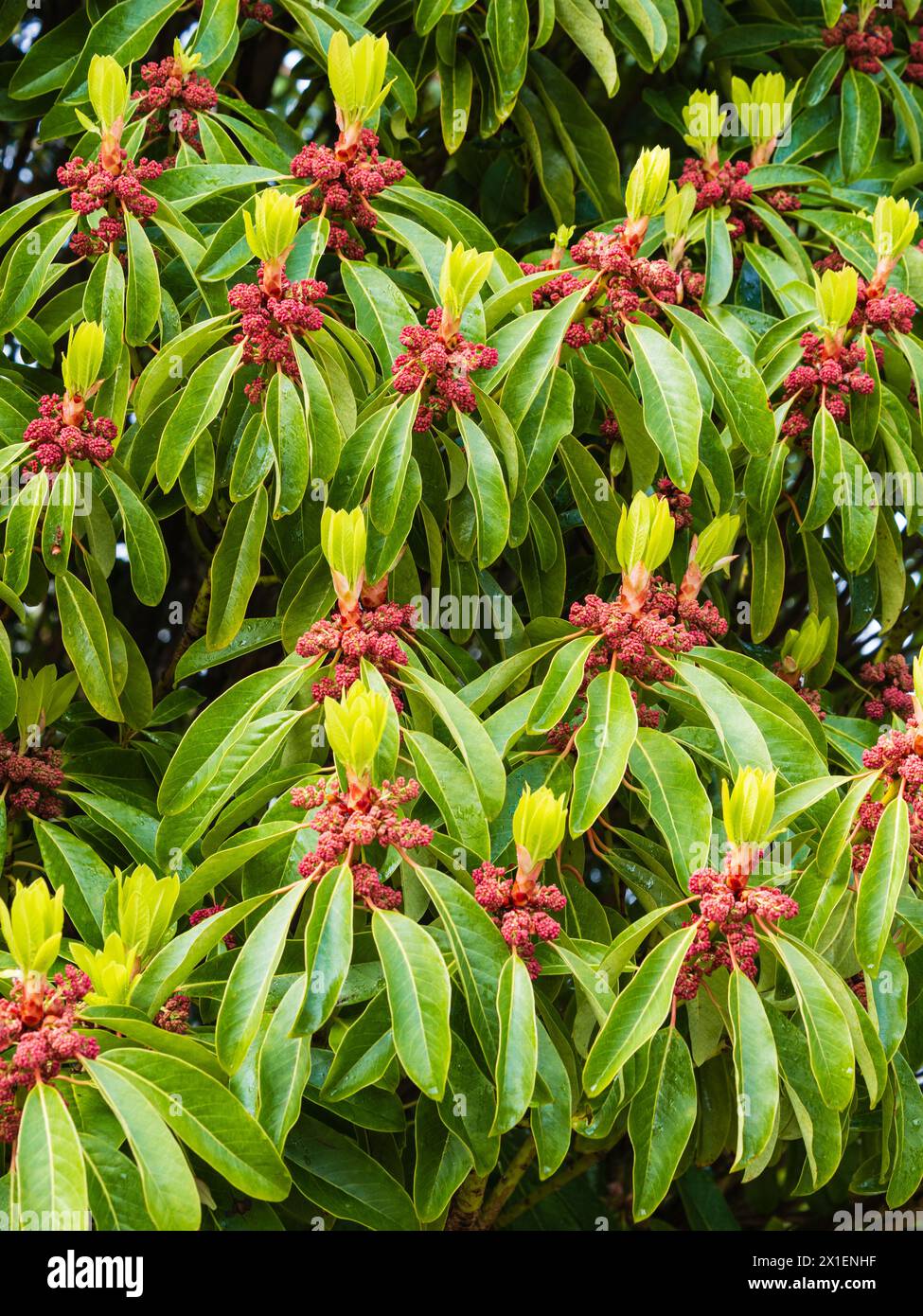 Male plant of the glossy leaved evergreen Daphniphyllum himalaense var ...