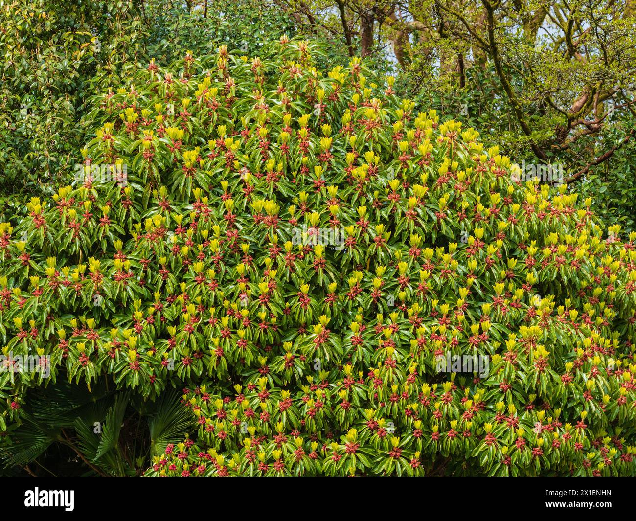 Male plant of the glossy leaved evergreen Daphniphyllum himalaense var ...