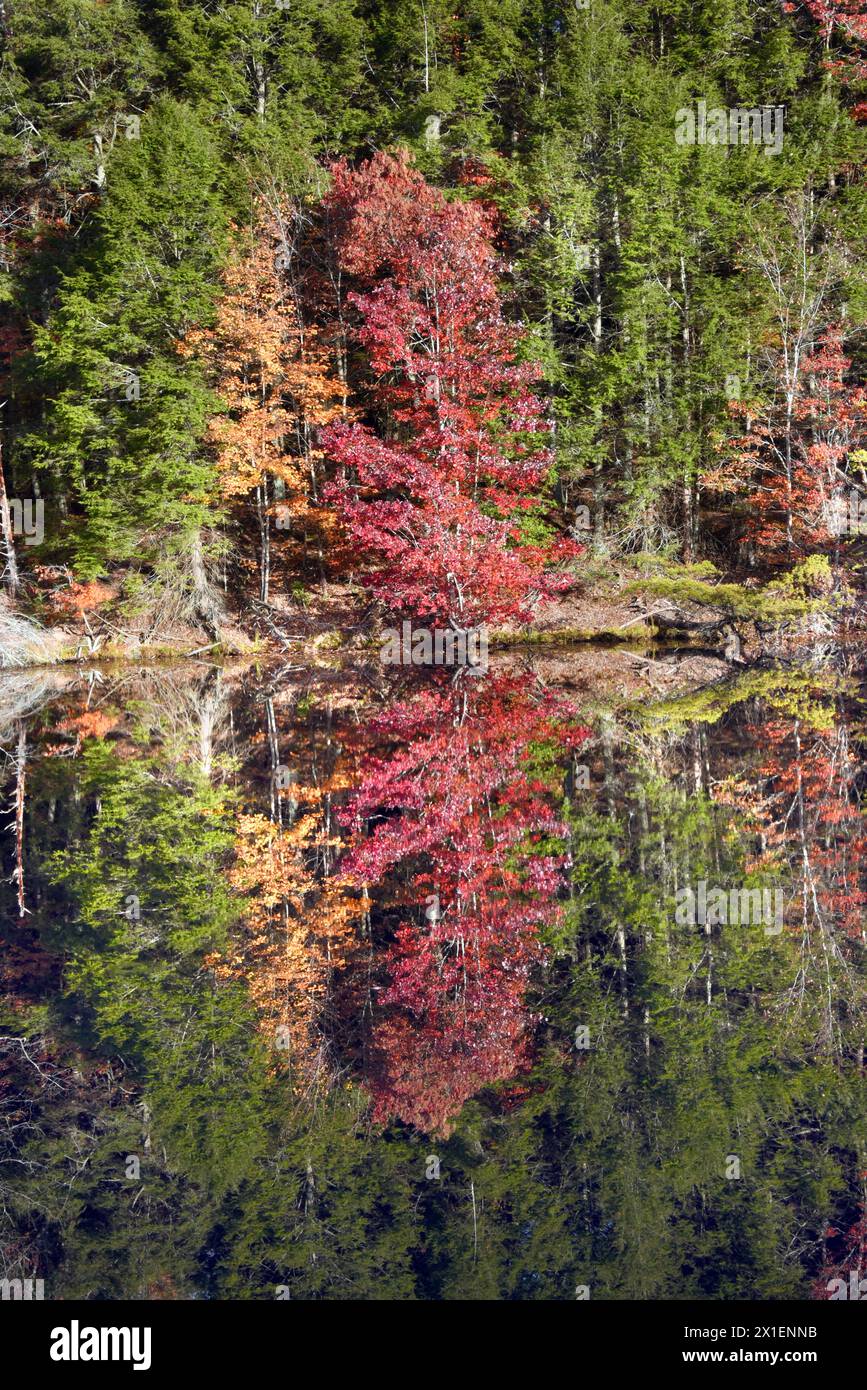 Red tree reflects on the calm, still water of Bays Mountain Lake, Bays ...