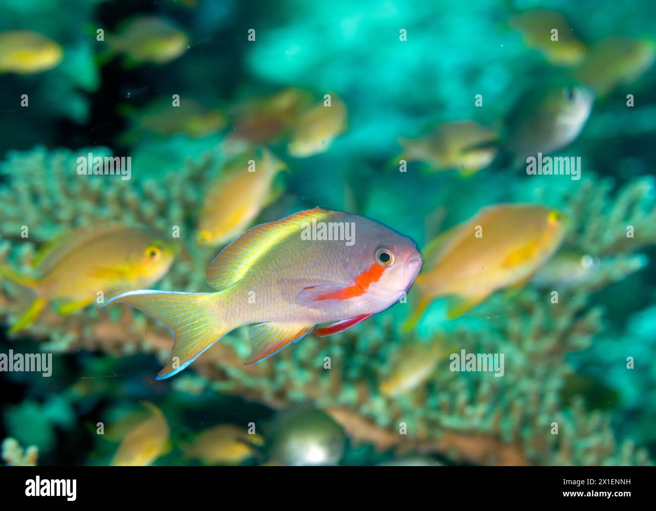 Lyretail anthias male, Pseudanthias squamipinnis, with his harem ...