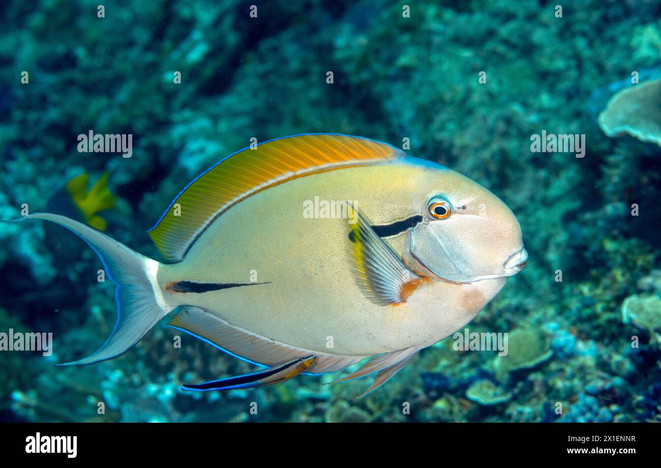 Blackstreak surgeonfish, Acanthurus nigricaudus, Raja Ampat Indonesia ...