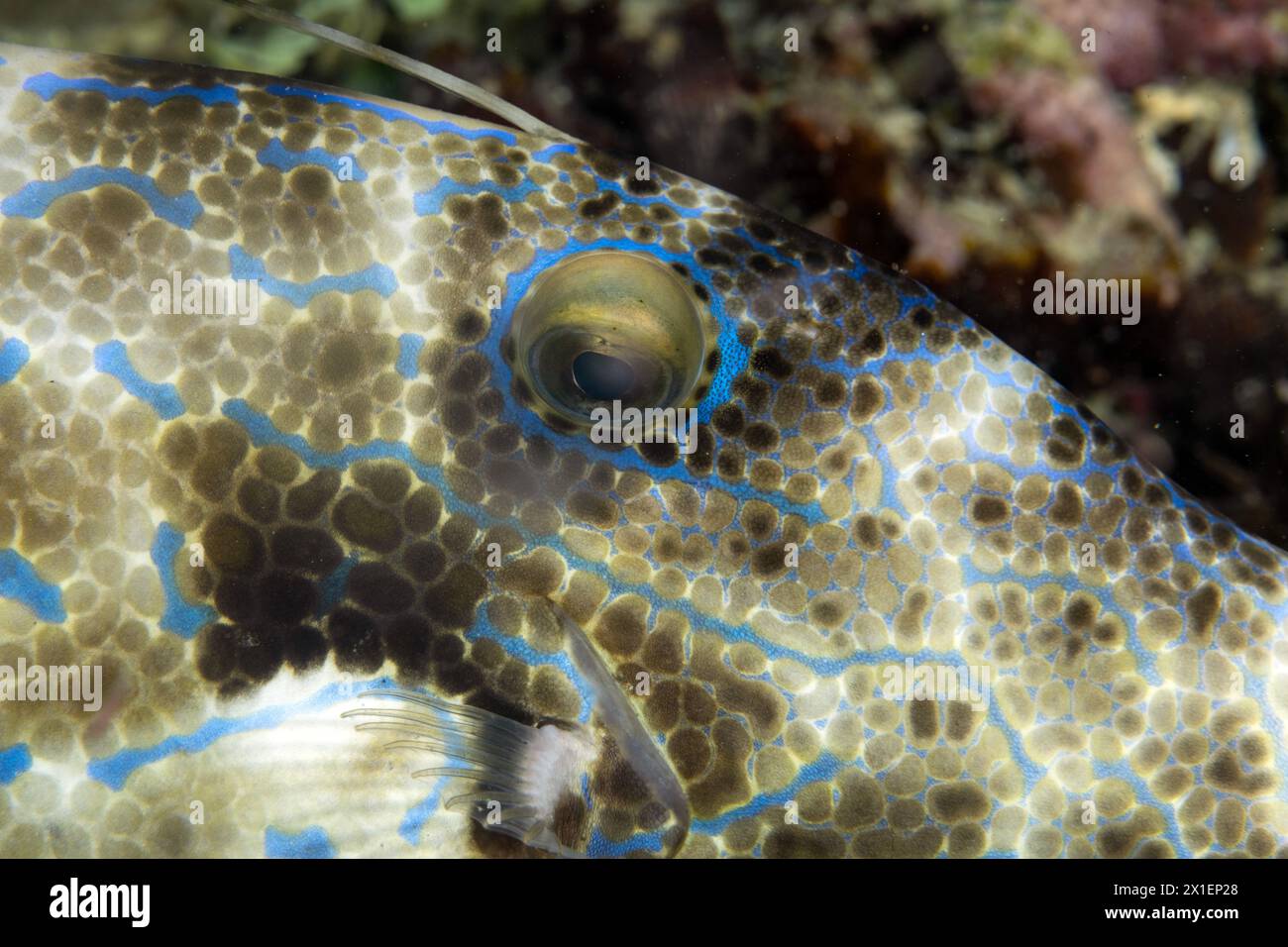 Scribbled filefish, Aluterus scriptus, Raja Ampat Indonesia Stock Photo ...