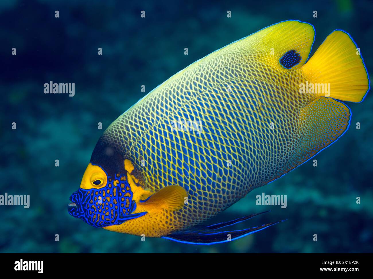 Yellowmask angelfish hi-res stock photography and images - Alamy