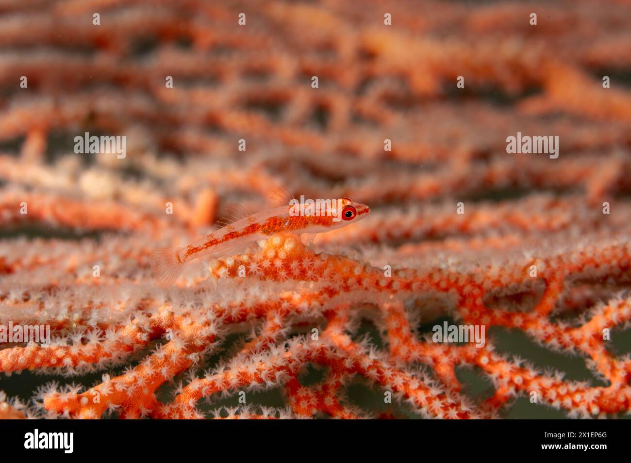Coral goby, Bryaninops loki, on a giant seafan, Raja Ampat Indonesia ...