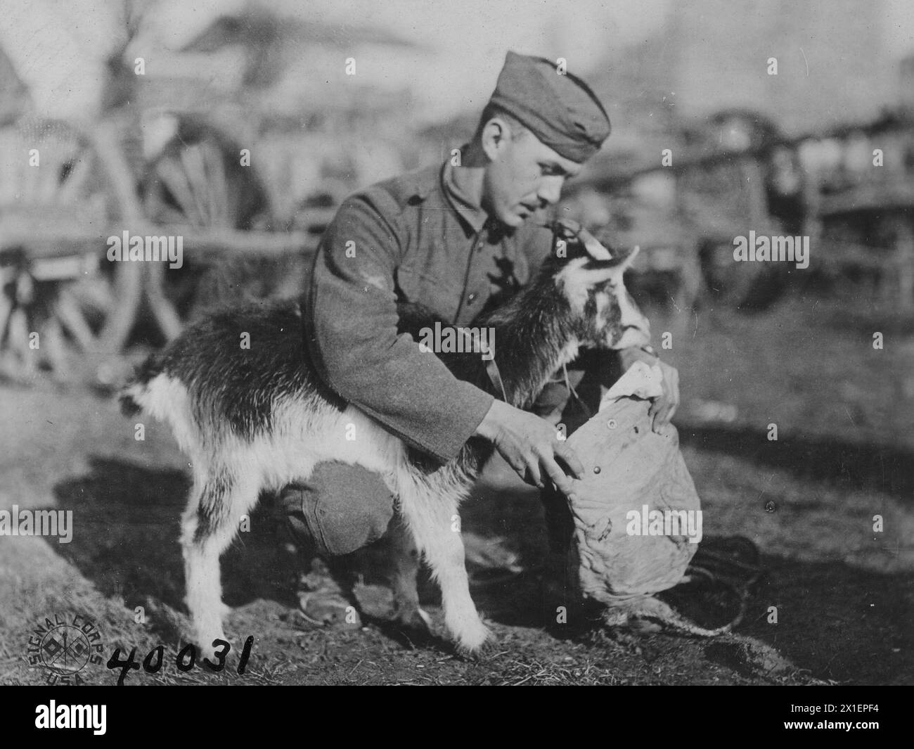 A horse gas mask being fitted onto a goat showing how it can fit all ...