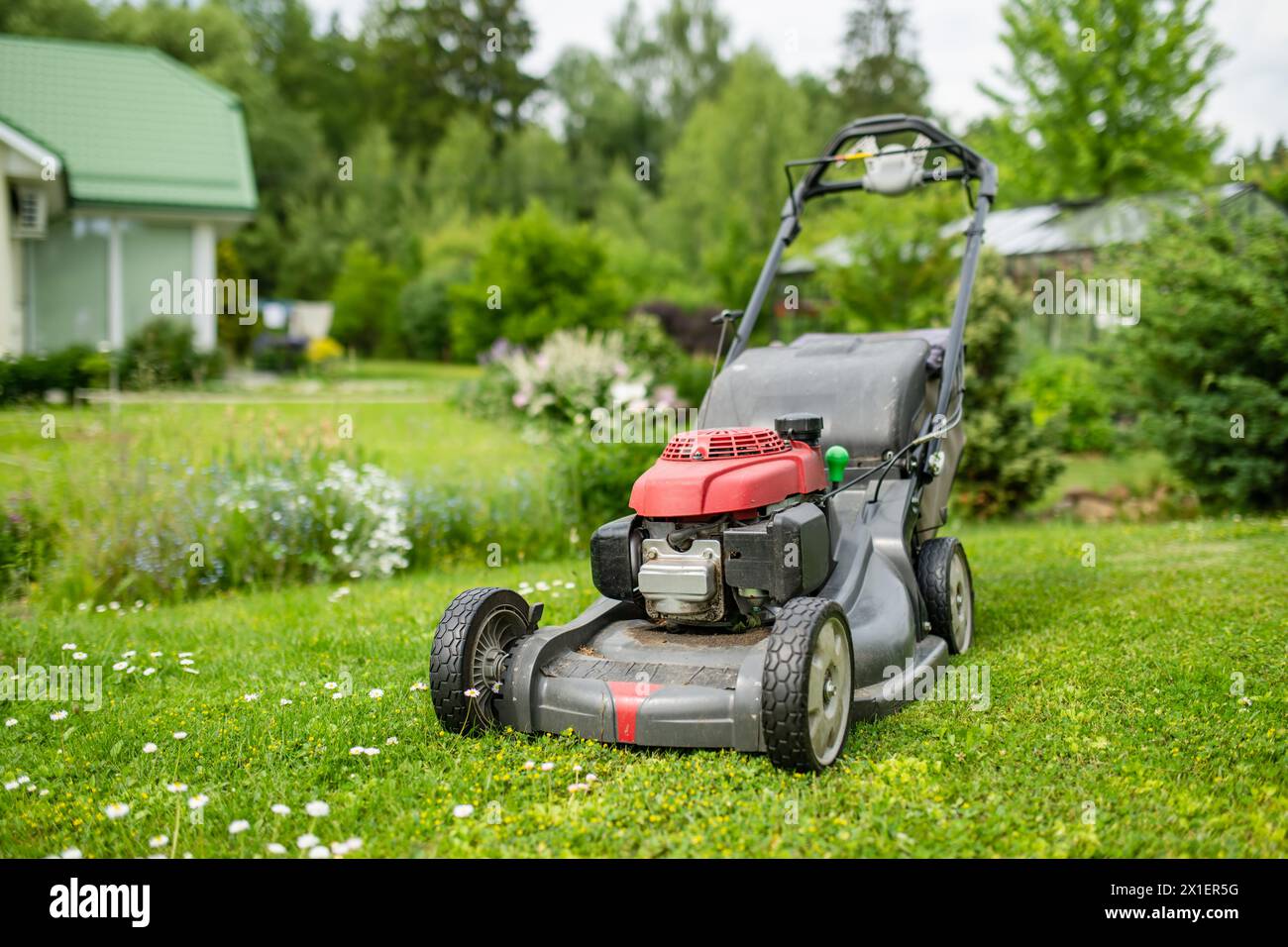 Mowing grass with electric or petrol lawn mower in a backyard ...