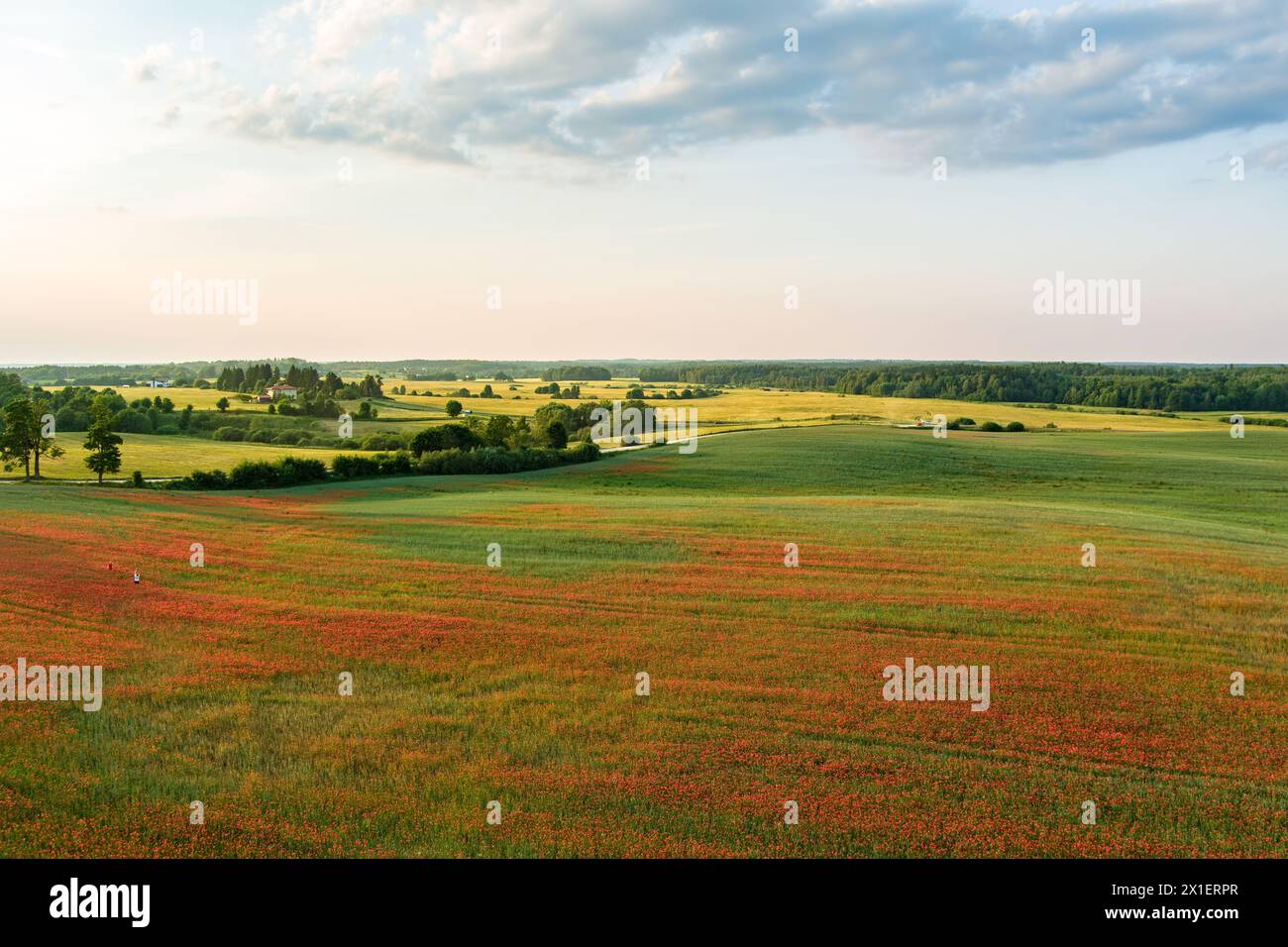 Stunning aerial view of blossoming poppy meadows. Summer rural ...