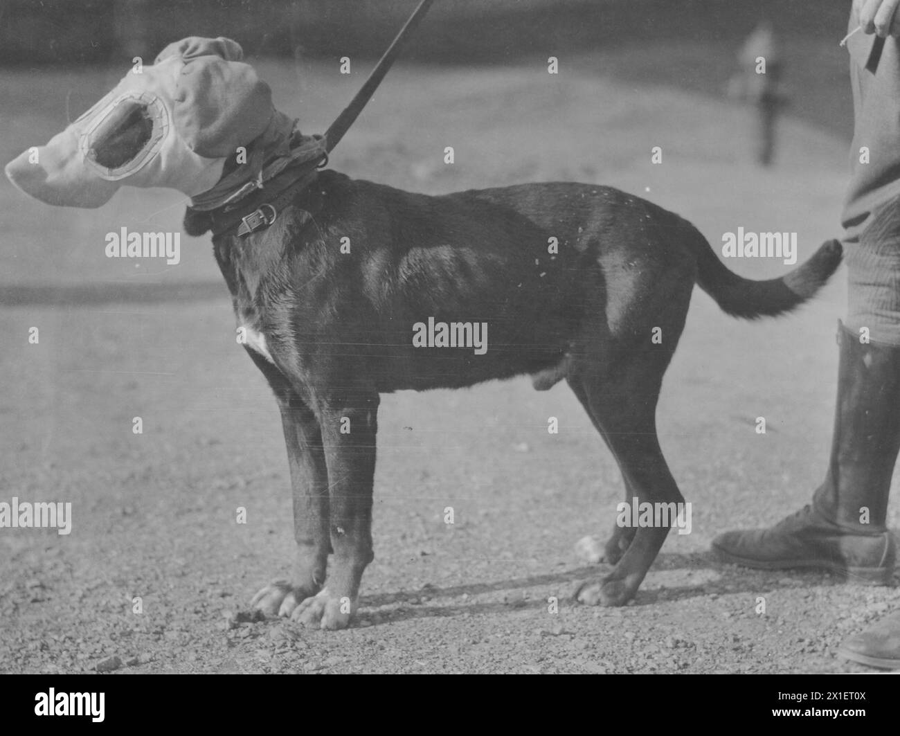 Photo of a dog wearing a gas mask ca. 1918-1919 Stock Photo - Alamy