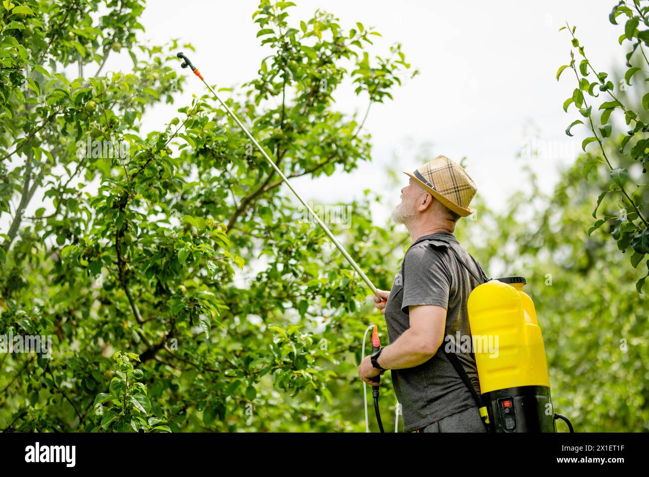 Middle age gardener with a mist fogger sprayer sprays fungicide and ...