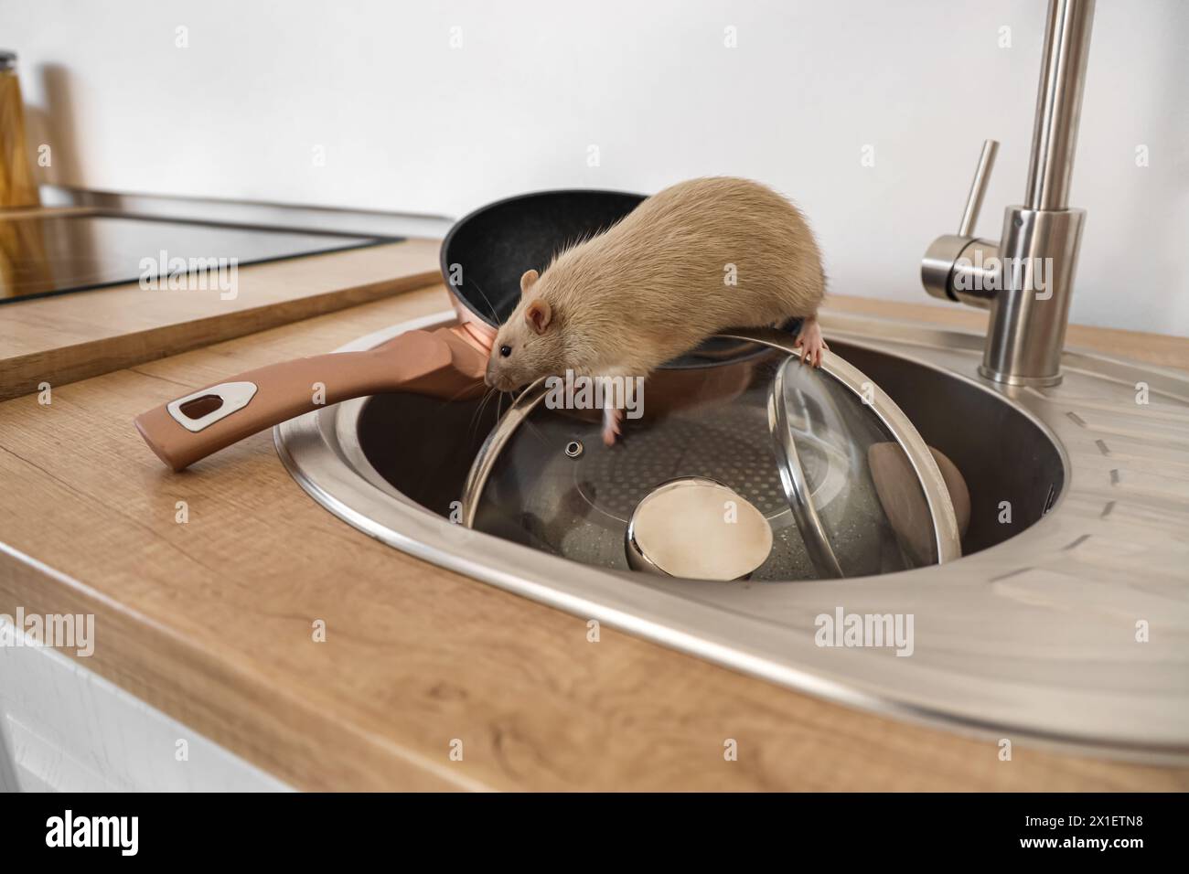 Little rat on lid in sink, closeup. Pest control concept Stock Photo ...
