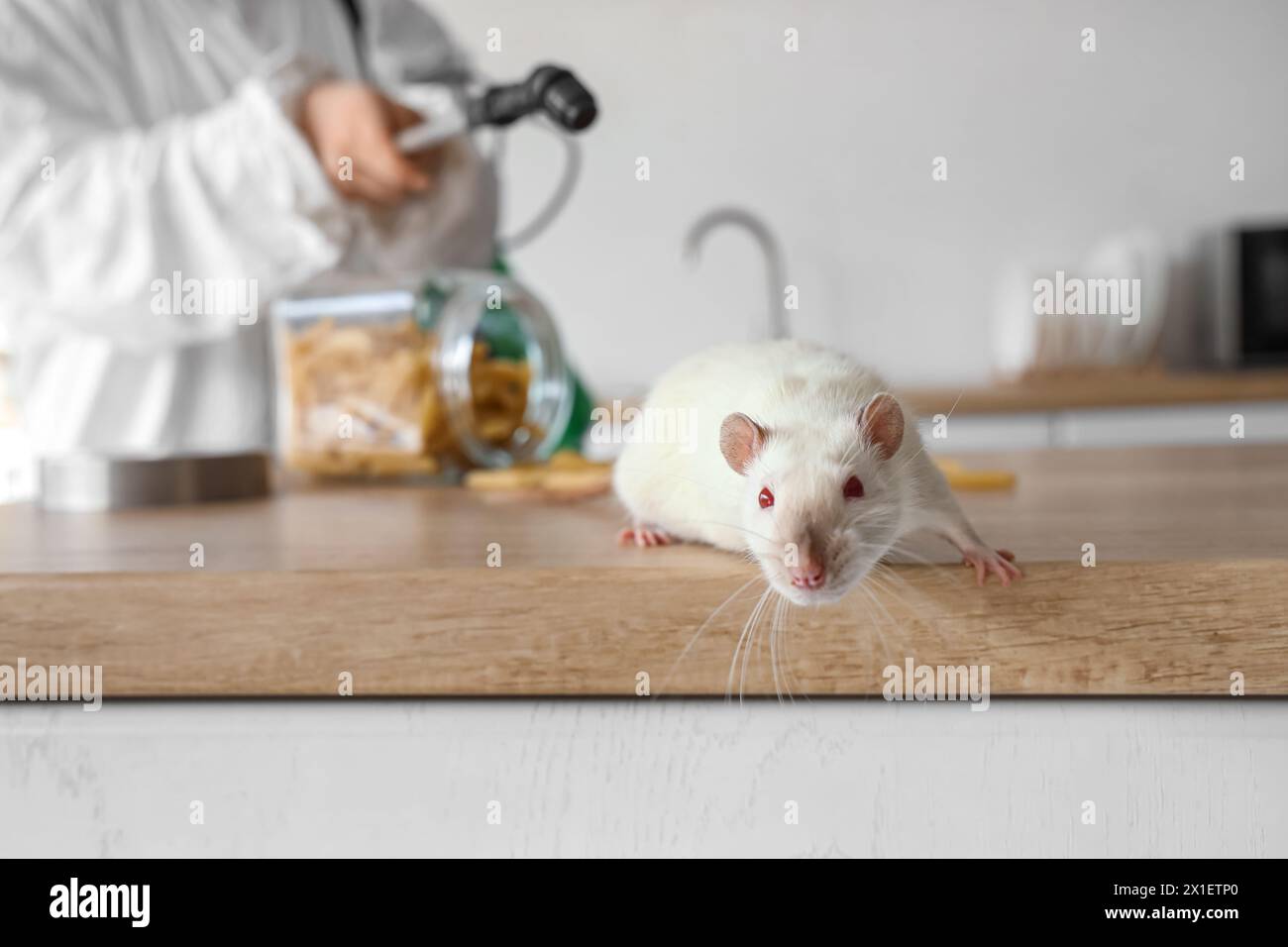 Little rat on table during disinfection in kitchen, closeup. Pest ...