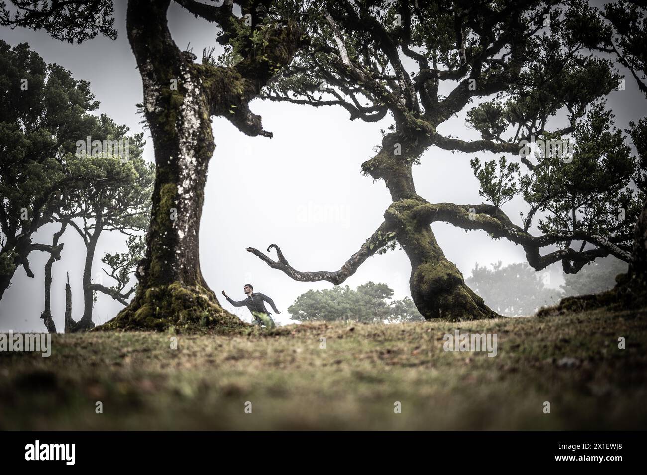 Description: A man in an open laurel forest imitates an old laurel tree ...